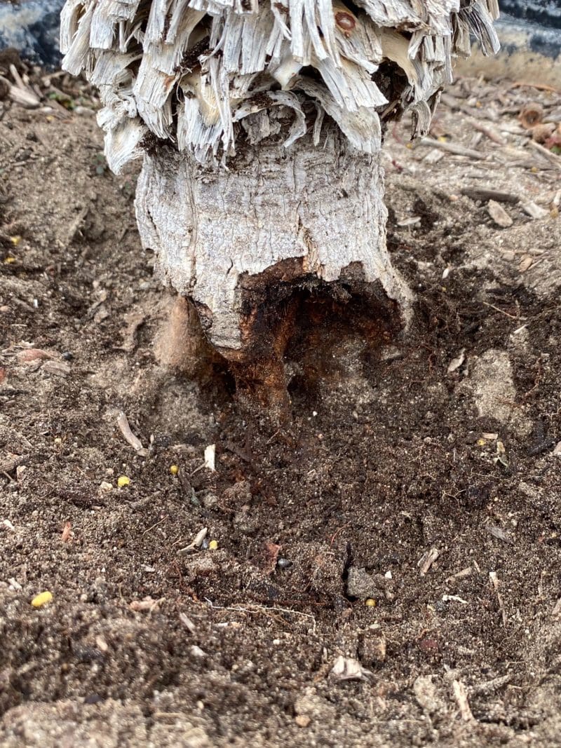 Agave Snout Weevils - Backbone Valley Nursery