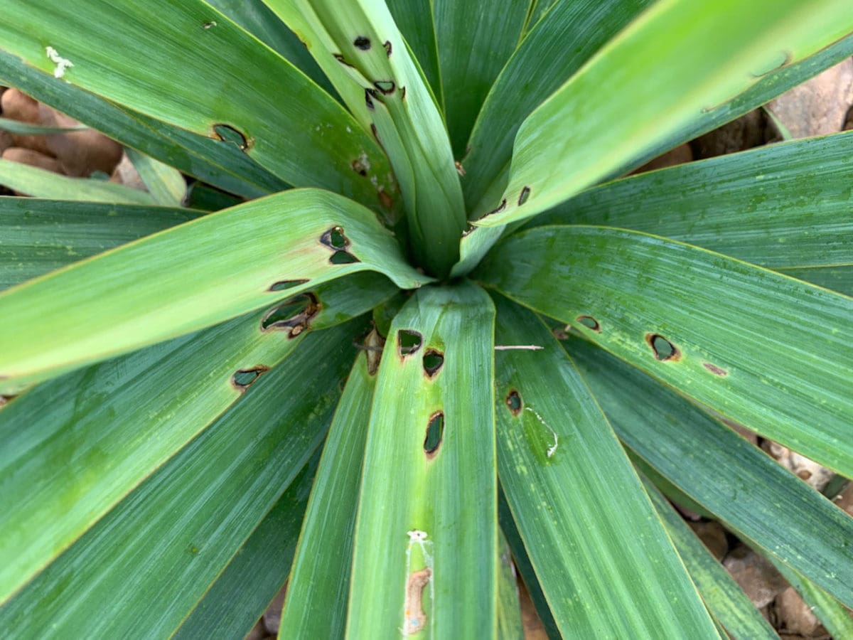 Agave Snout Weevils - Backbone Valley Nursery