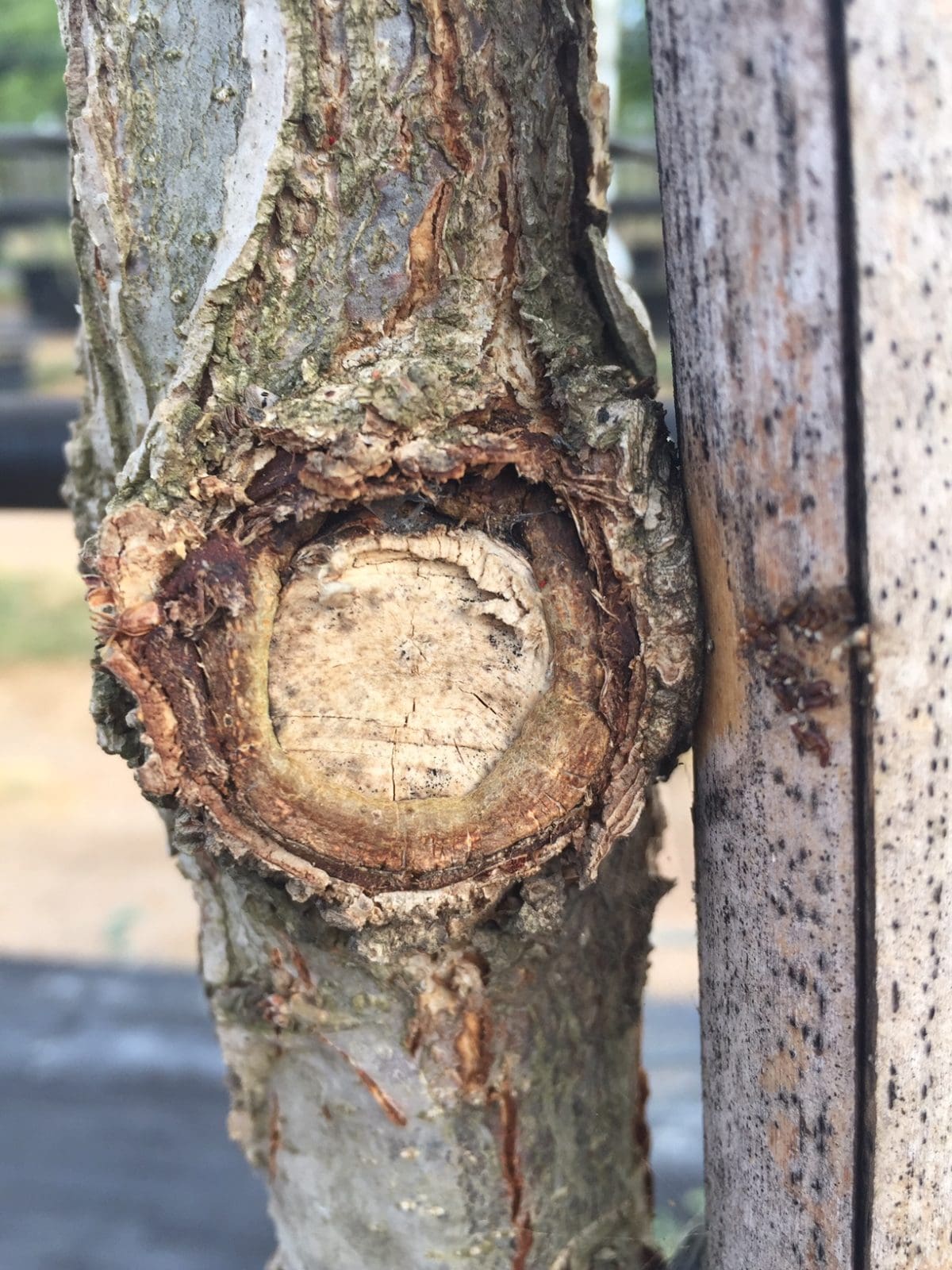 Tree Borers - Backbone Valley Nursery