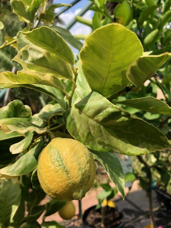 Citrus Varieties in Central Texas - Backbone Valley Nursery