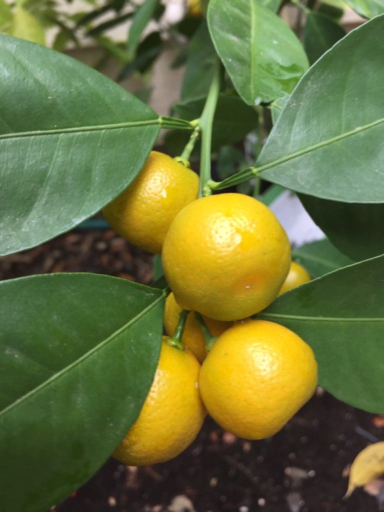 Citrus Varieties in Central Texas - Backbone Valley Nursery
