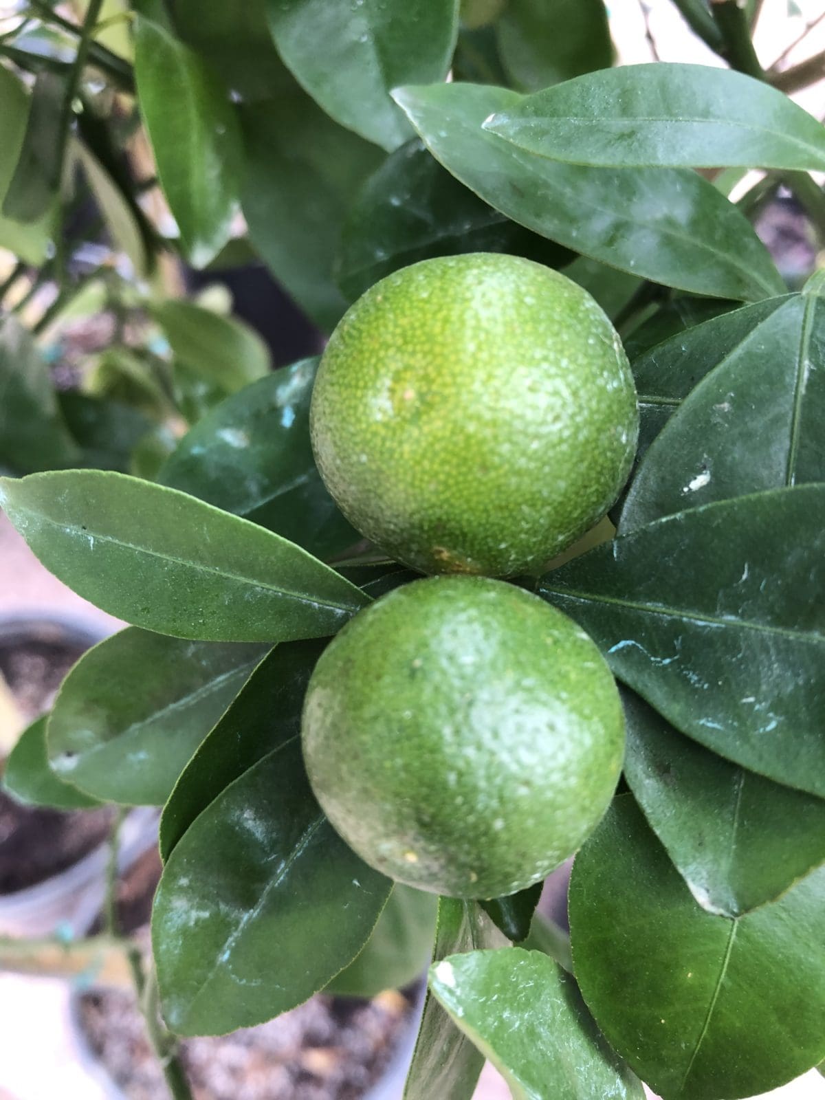 Citrus Varieties in Central Texas - Backbone Valley Nursery