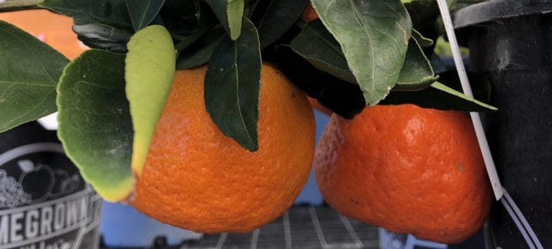 Citrus Varieties in Central Texas - Backbone Valley Nursery