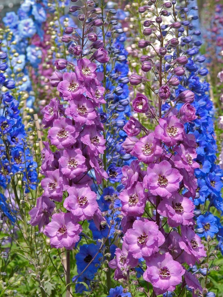 larkspur canva - Backbone Valley Nursery