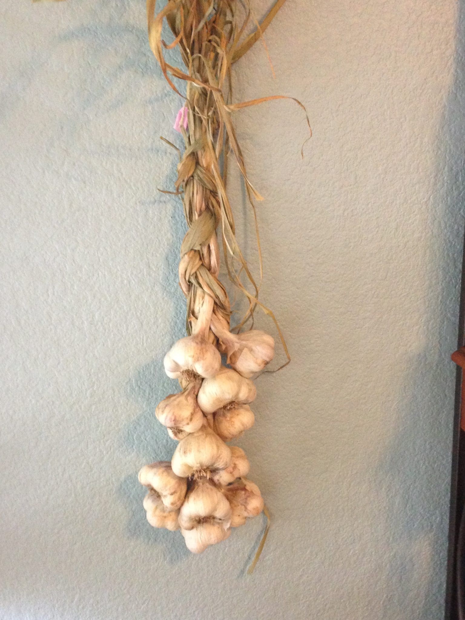 Time to Plant Garlic! - Backbone Valley Nursery