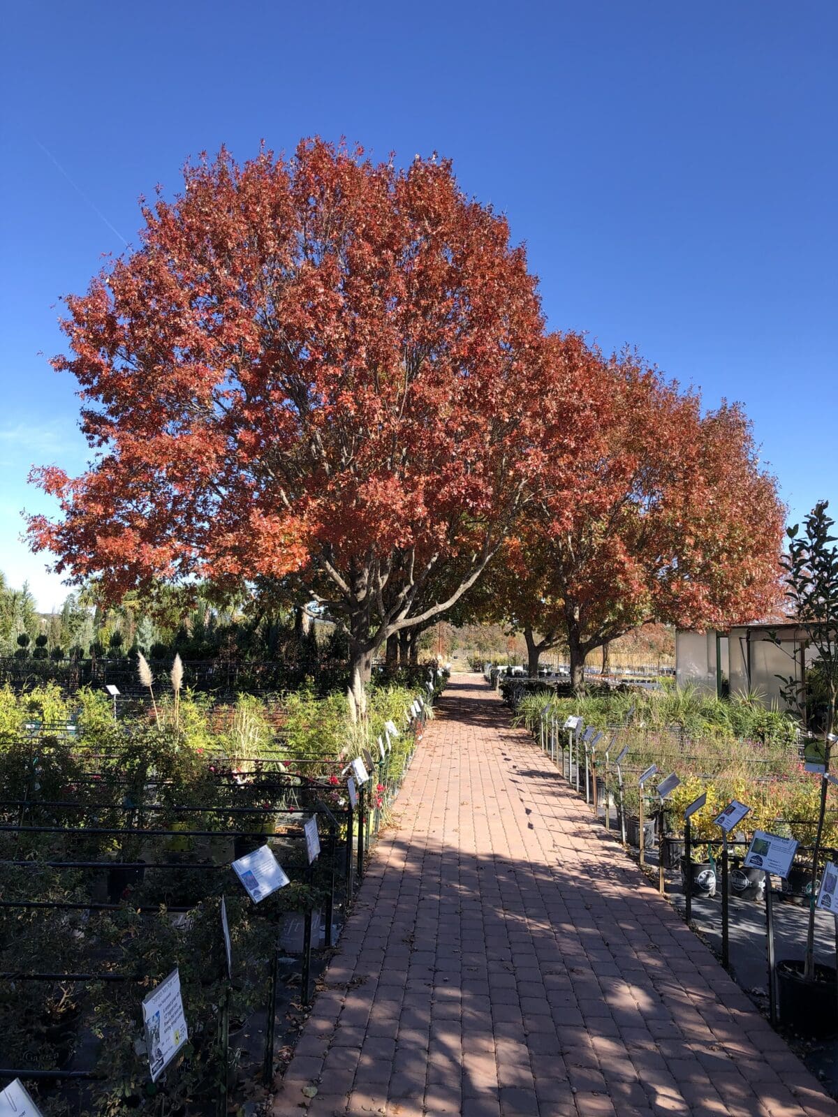 Why Trees Change Color in Fall - Backbone Valley Nursery