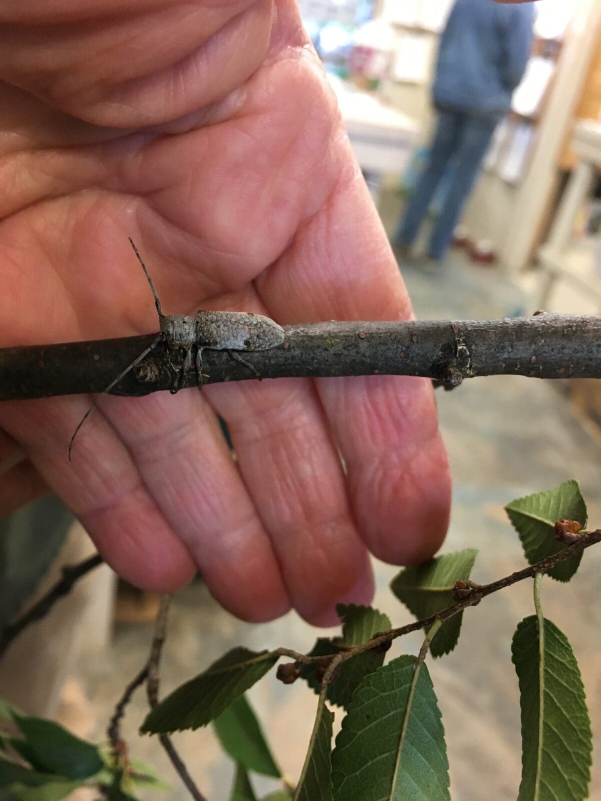 Twig Girdlers - Backbone Valley Nursery