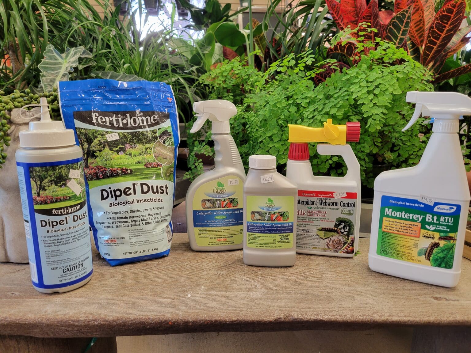 Cabbage Loopers - Backbone Valley Nursery