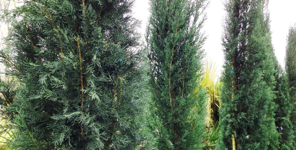 Spider Mites on Italian Cypress - Backbone Valley Nursery