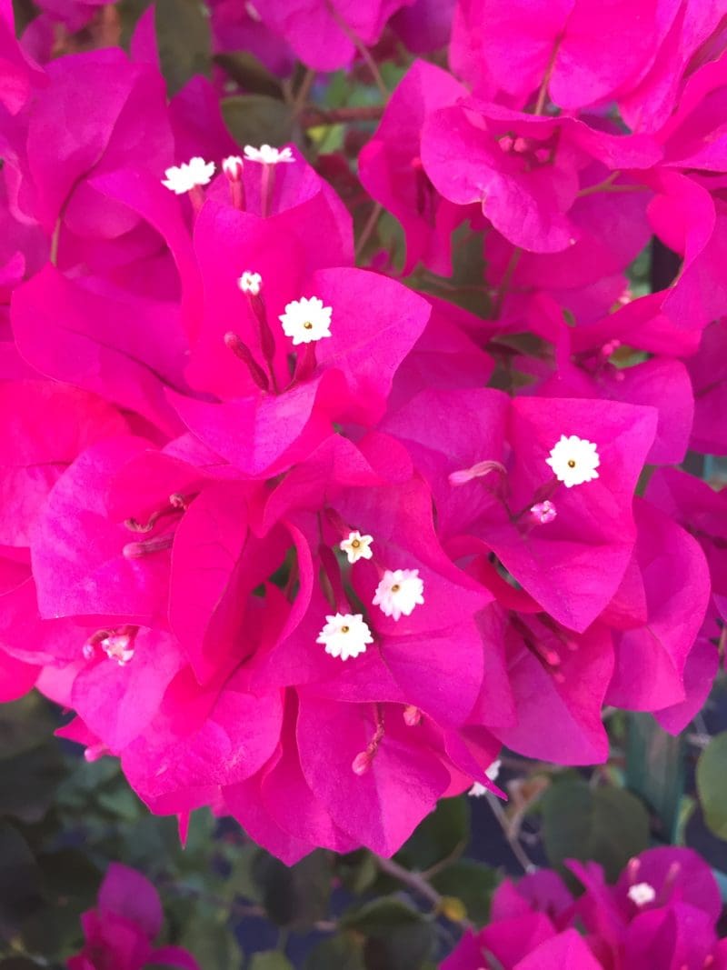 Bougainvilleas in Central Texas - Backbone Valley Nursery