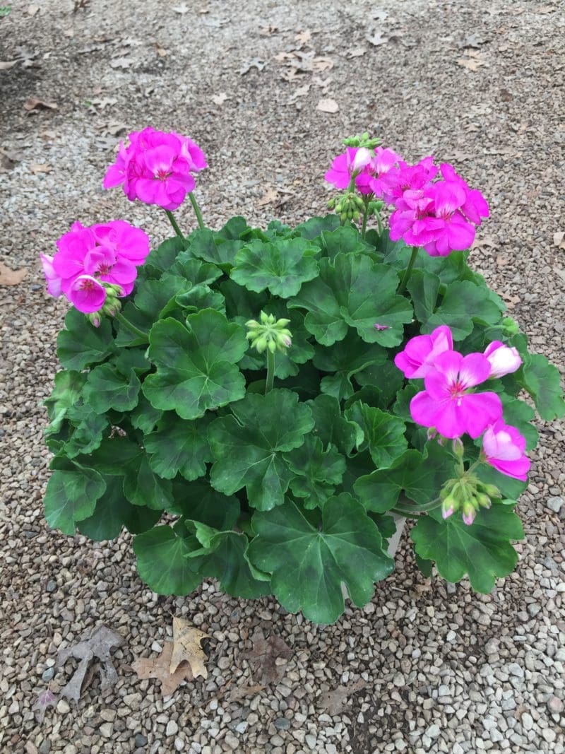 May Gardening Checklist - Backbone Valley Nursery