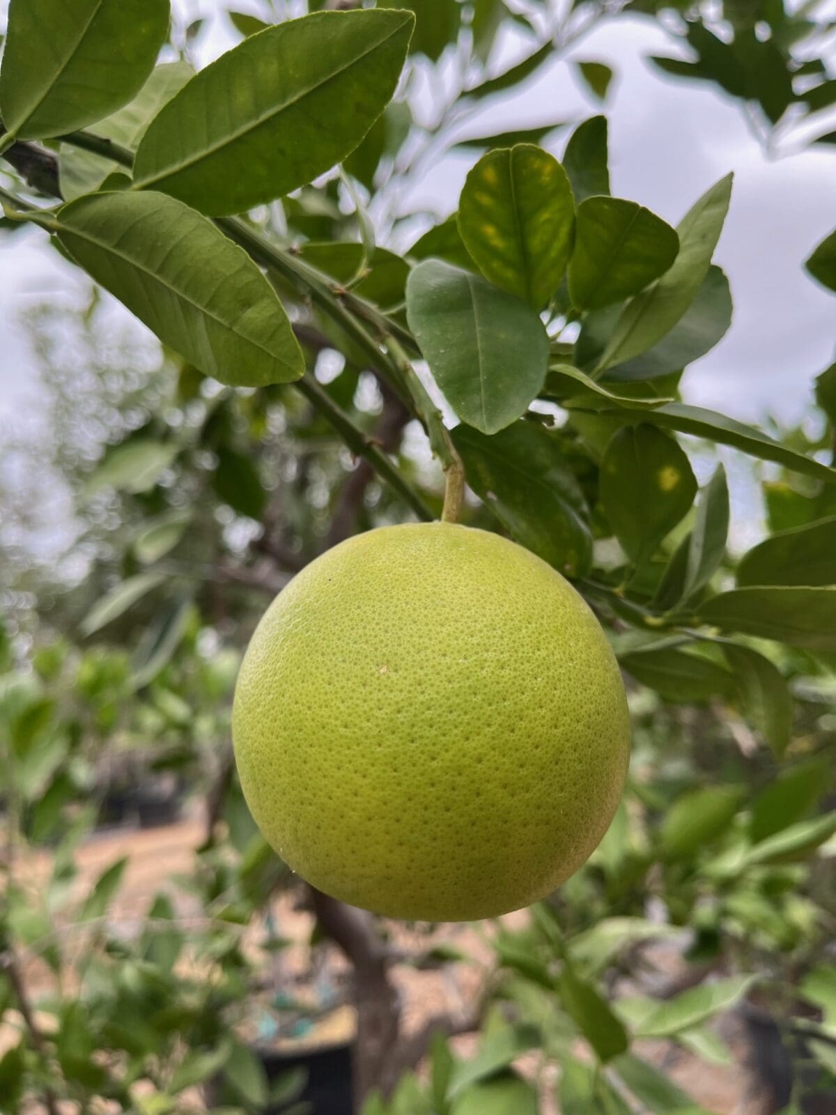Citrus Growing in Central Texas - Backbone Valley Nursery