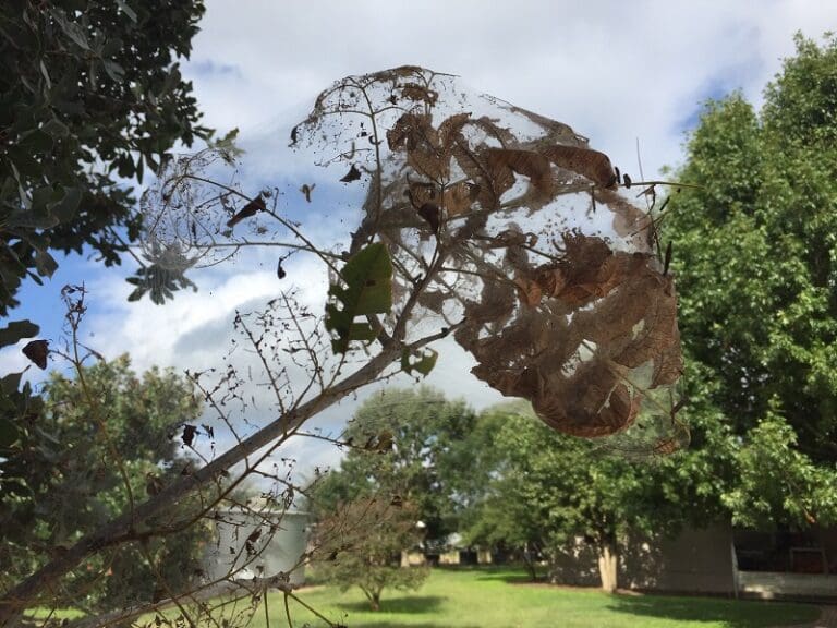 Pecan Caterpillars - Backbone Valley Nursery