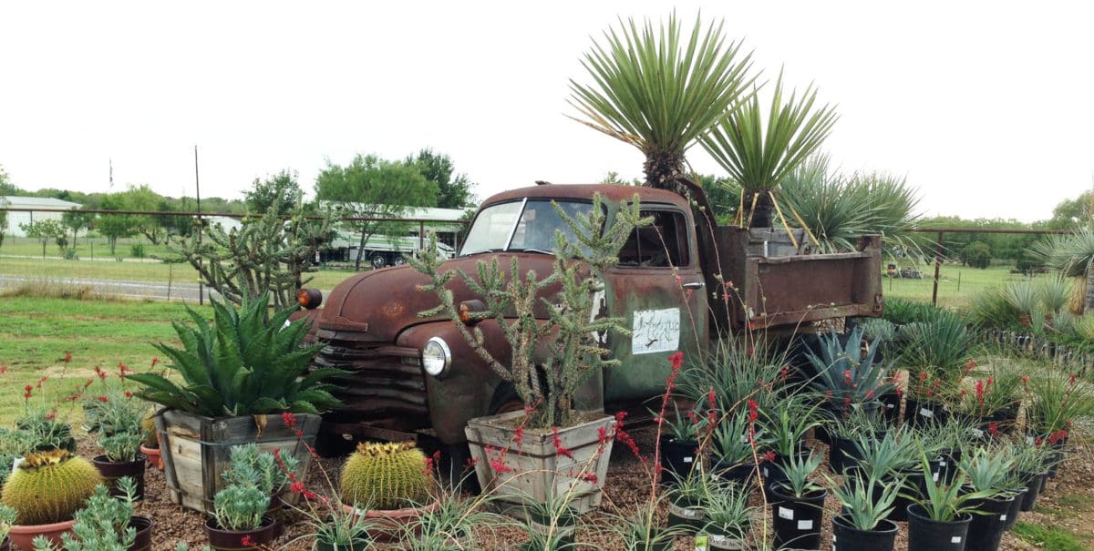 Beyond Cactus for Your Xeriscape - Backbone Valley Nursery