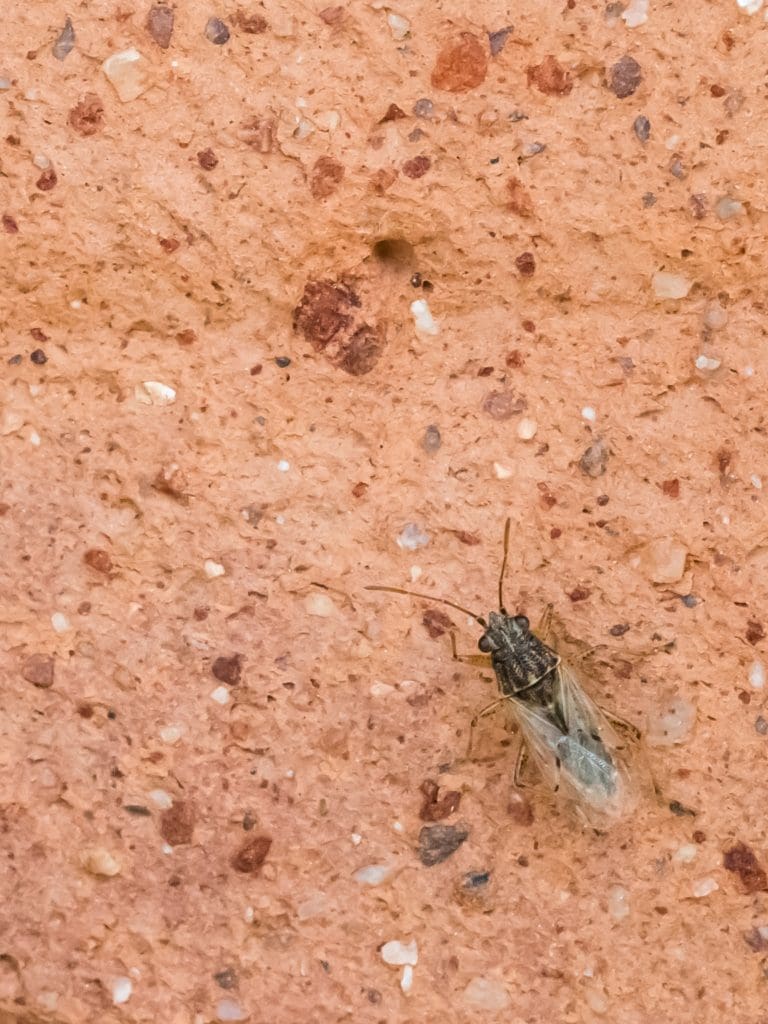 Chinch Bugs - Backbone Valley Nursery