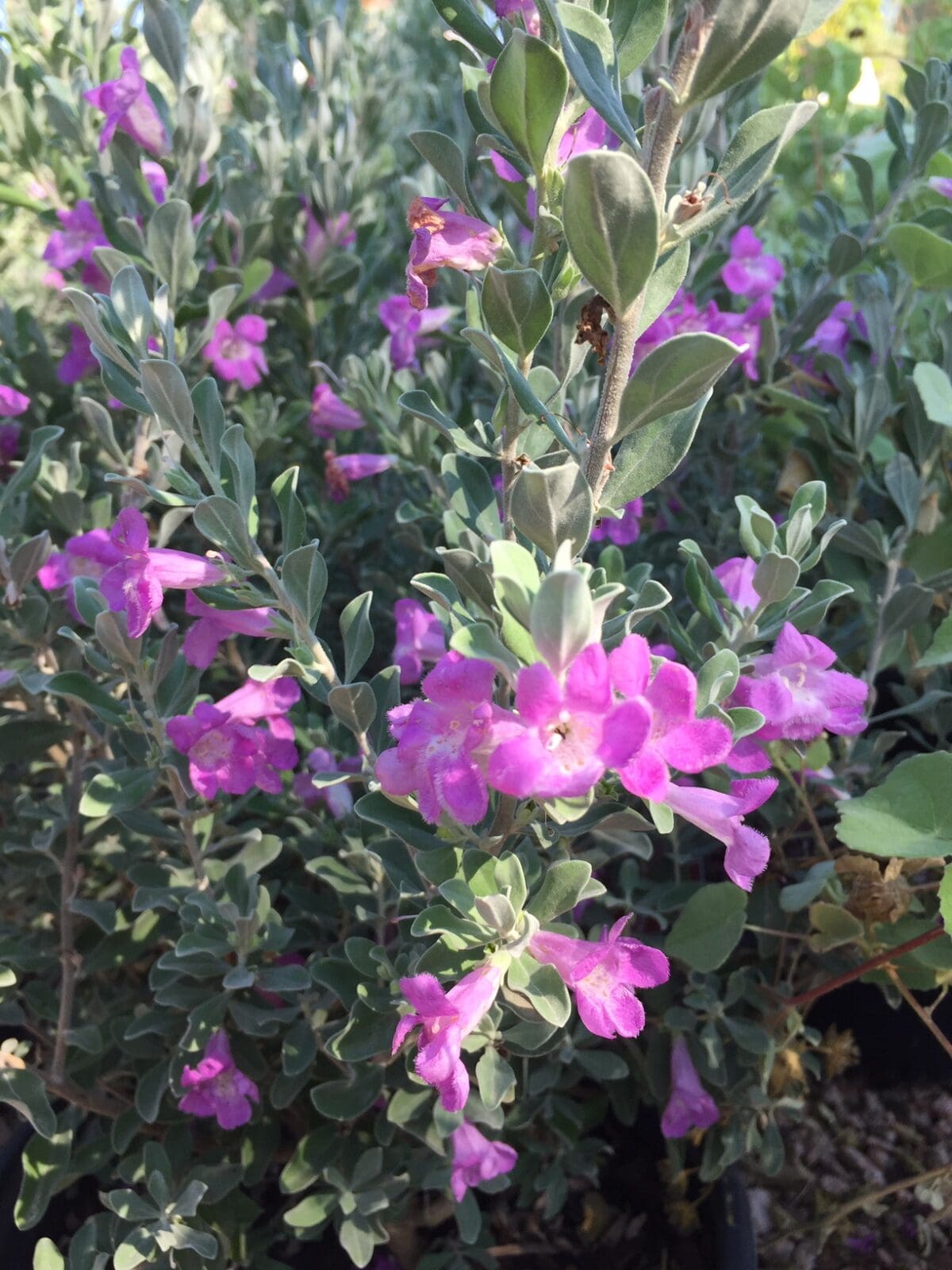 Texas Sage Varieties - Backbone Valley Nursery