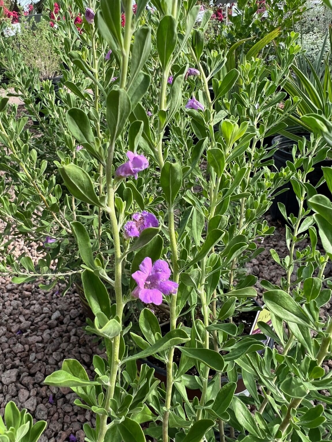 Texas Sage Varieties - Backbone Valley Nursery