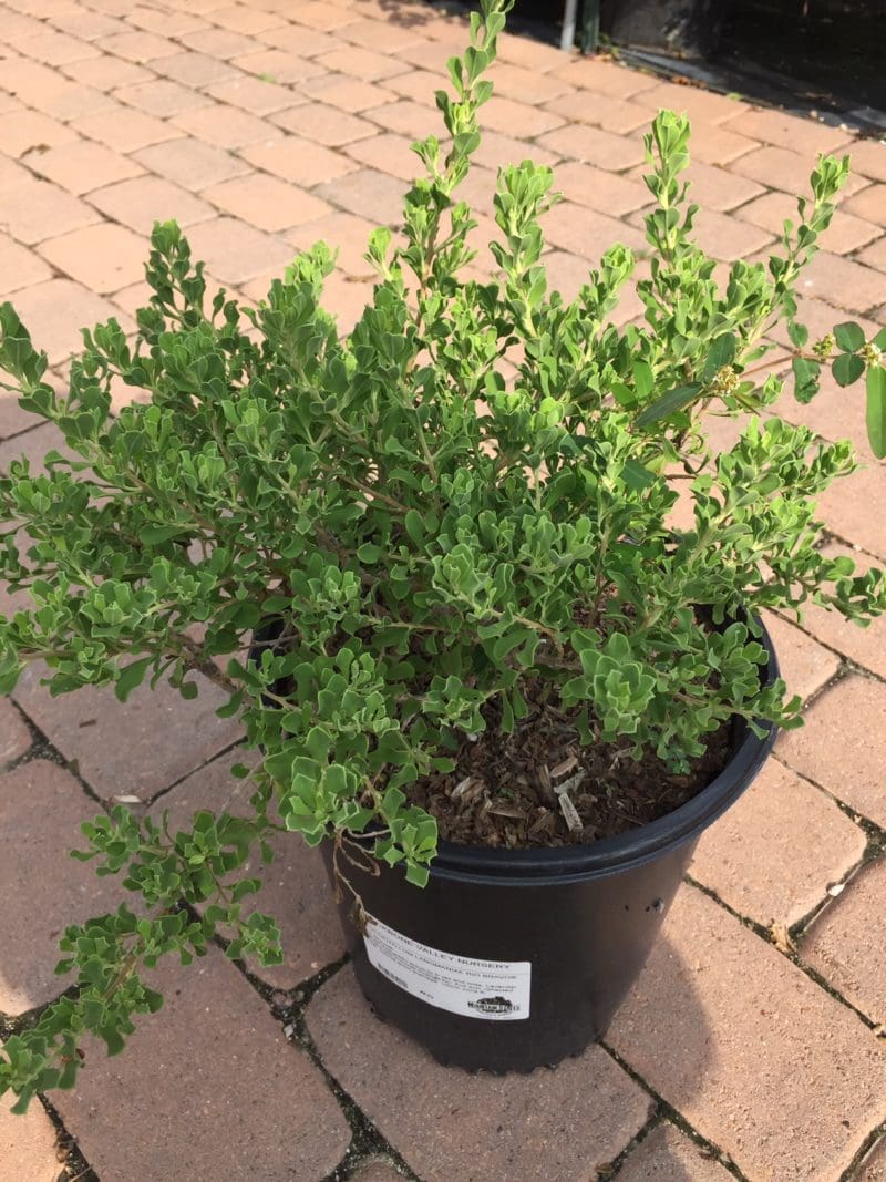 Texas Sage Varieties - Backbone Valley Nursery