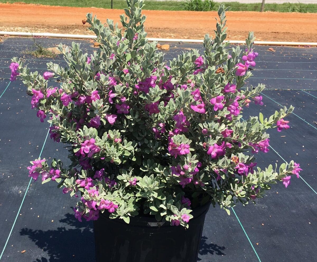 Texas Sage Varieties - Backbone Valley Nursery