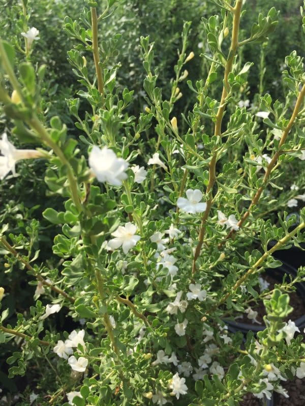 Texas Ranger aka Texas Sage - Backbone Valley Nursery