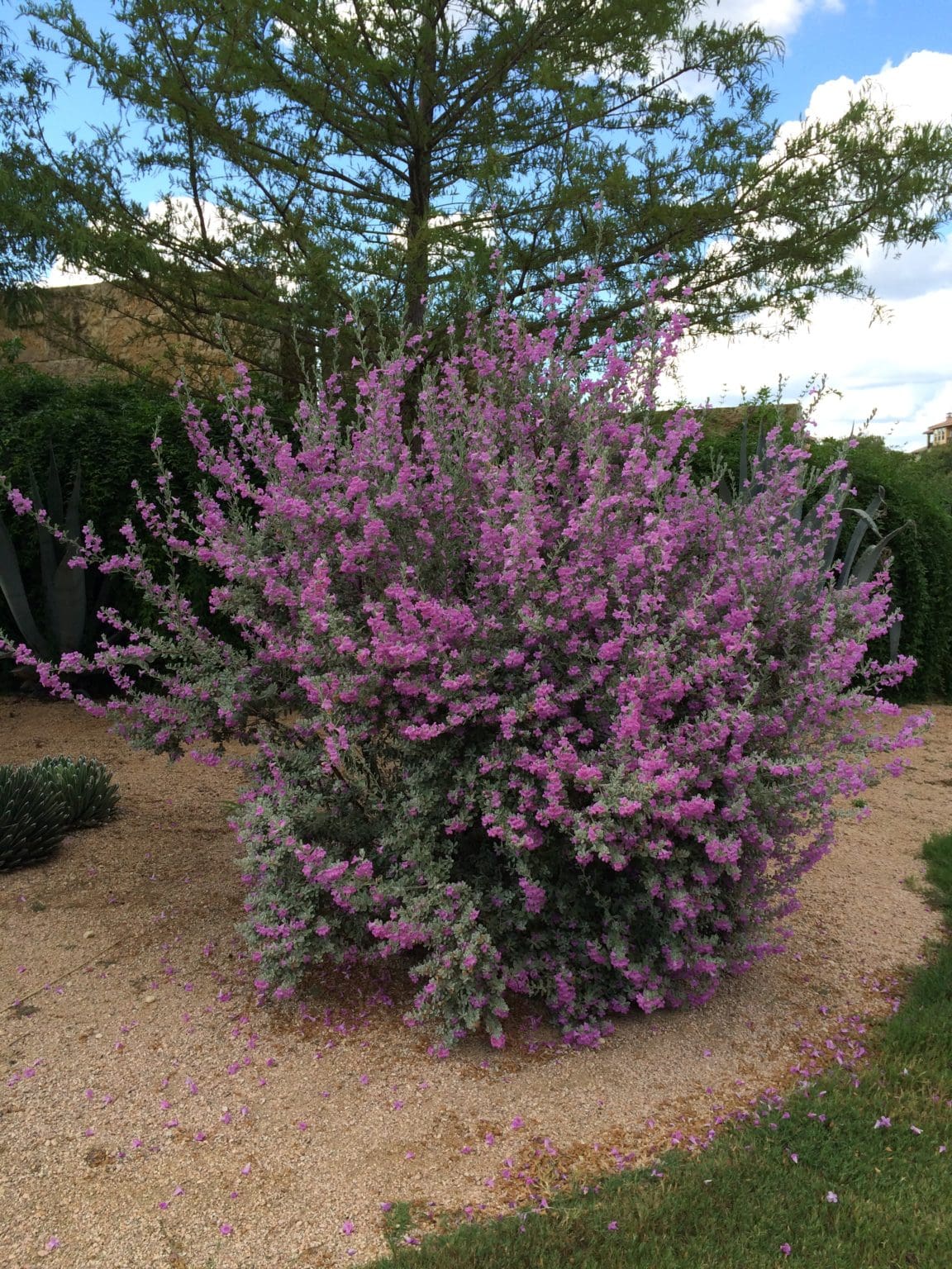 Texas Sage Varieties - Backbone Valley Nursery