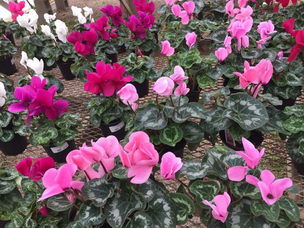 Cyclamen Care - Backbone Valley Nursery