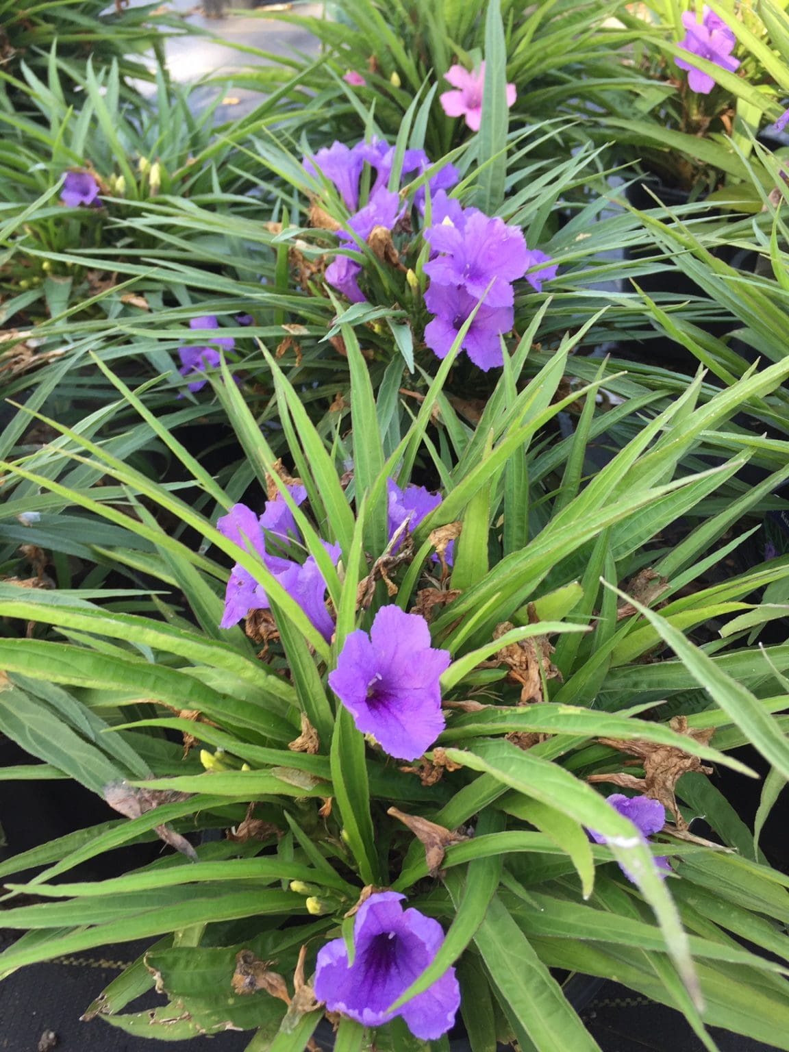 November Gardening Checklist - Backbone Valley Nursery