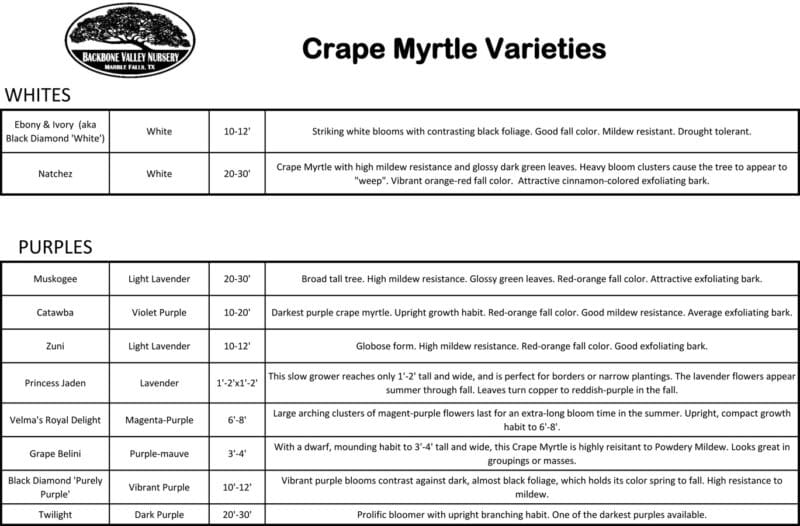 Crape Myrtle Selection Guidelines - Backbone Valley Nursery