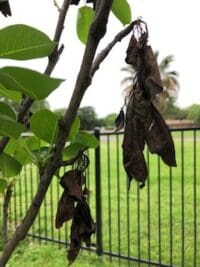 Fire Blight on Pear Trees - Backbone Valley Nursery