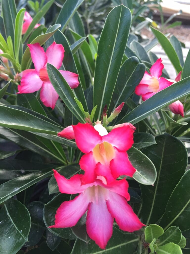 Desert Rose - Backbone Valley Nursery