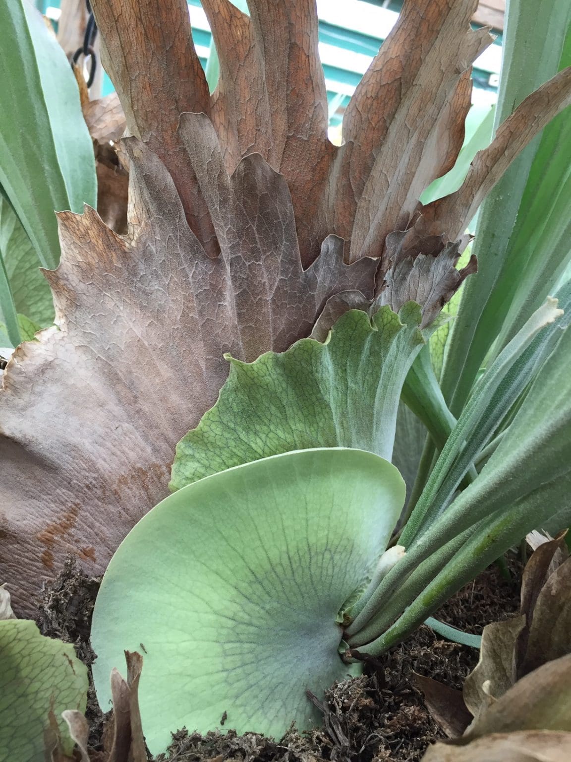 Staghorn Fern Care - Backbone Valley Nursery