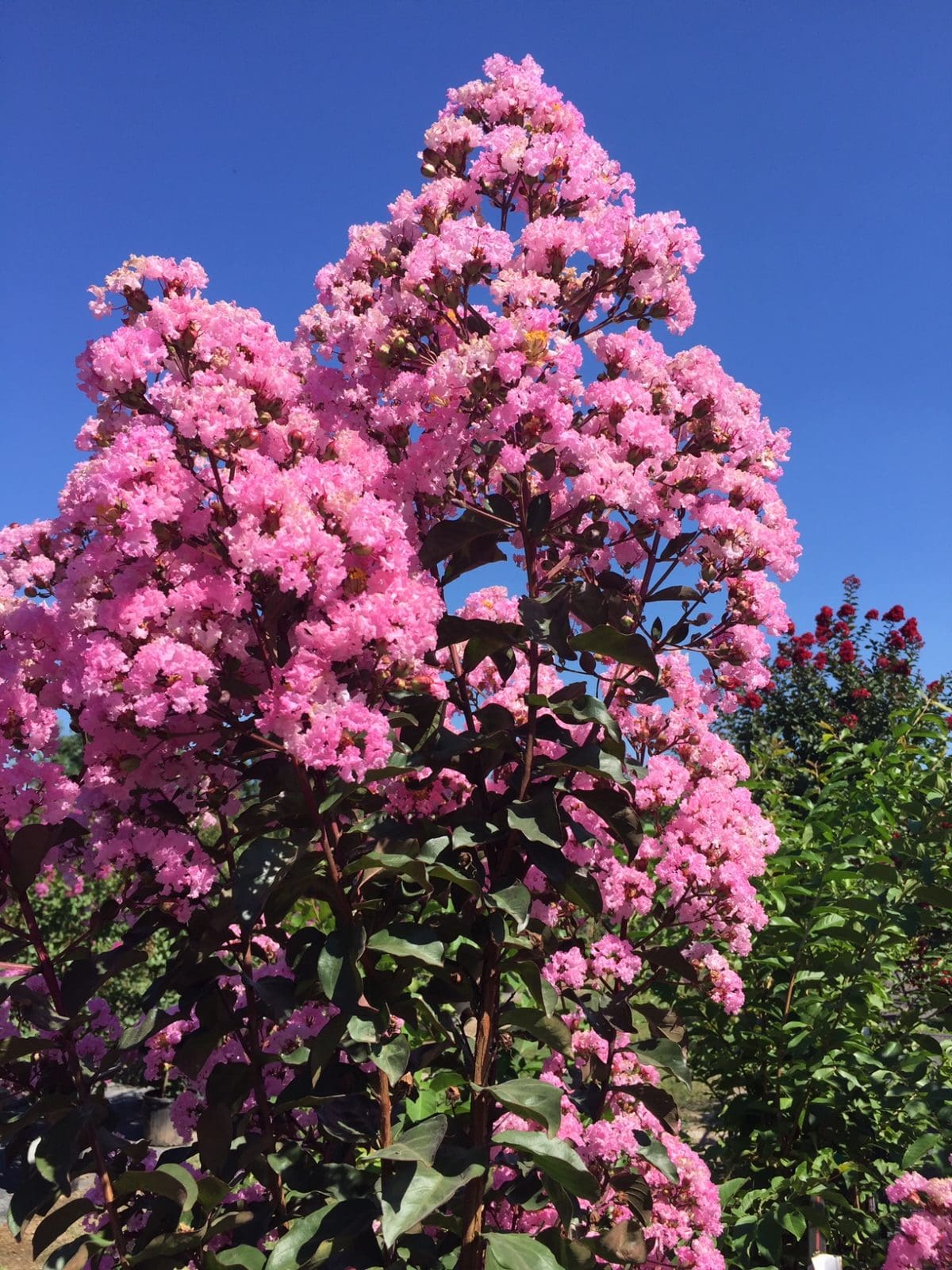 RHAPSODY IN PINK - Backbone Valley Nursery