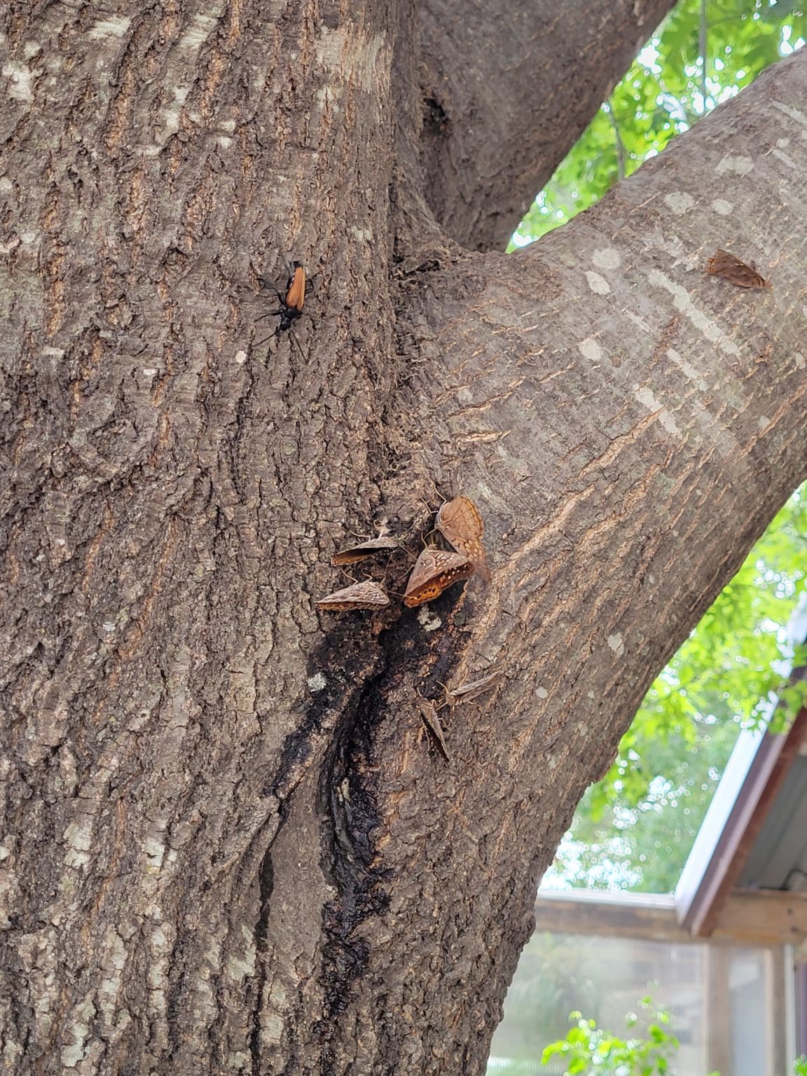 Bacterial Wetwood and Alcoholic Flux - Backbone Valley Nursery