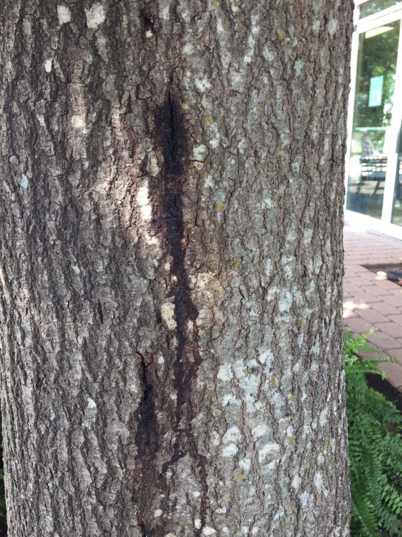 Bacterial Wetwood and Alcoholic Flux - Backbone Valley Nursery