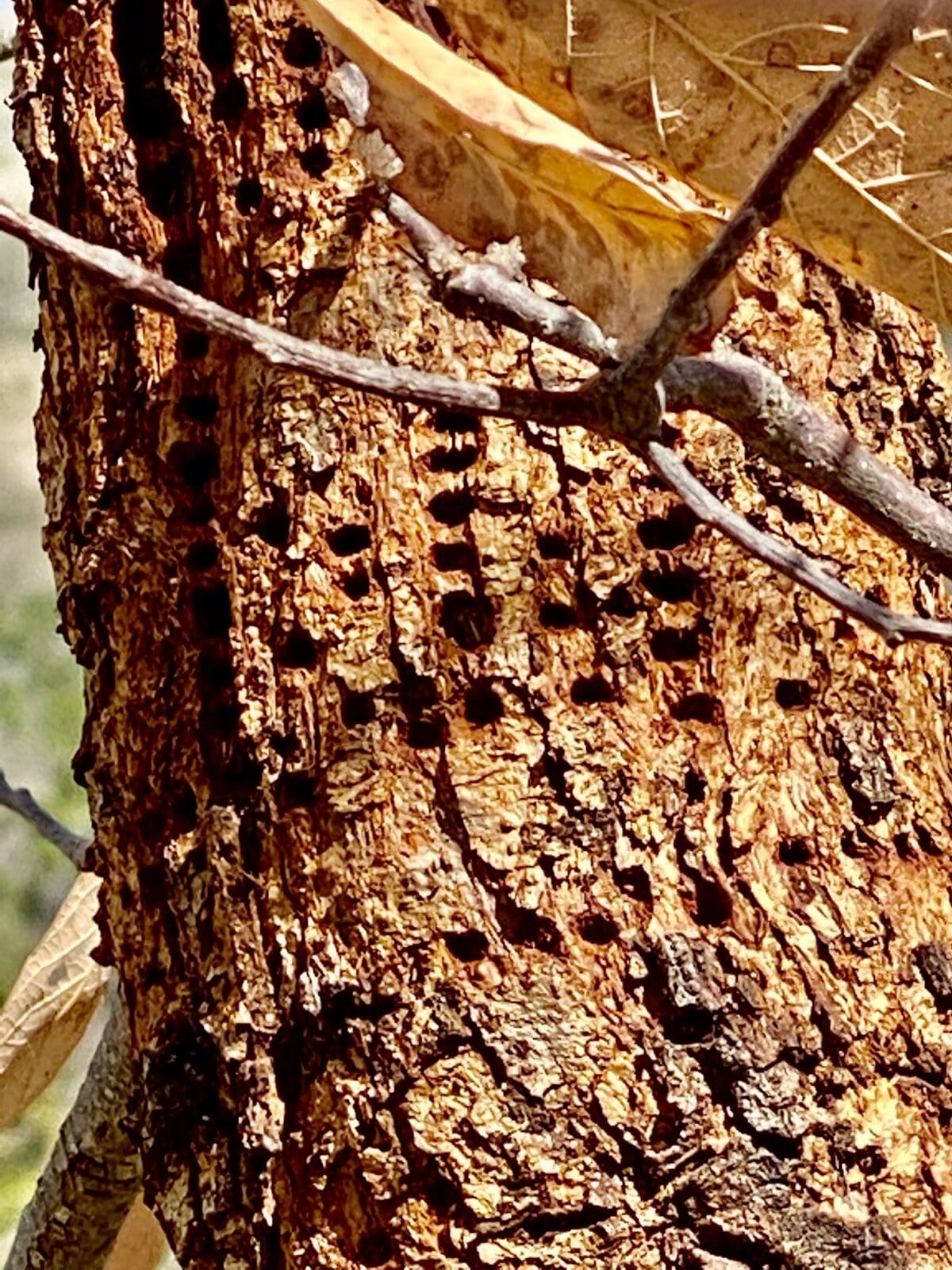 Sapsucker Damage to Trees - Backbone Valley Nursery