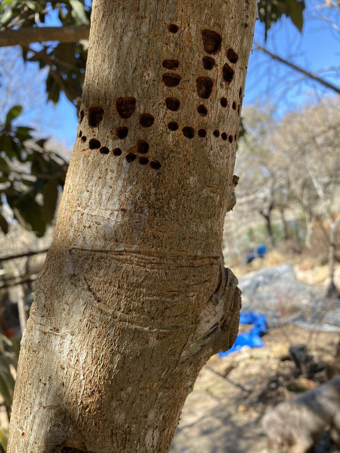Sapsucker Damage to Trees - Backbone Valley Nursery