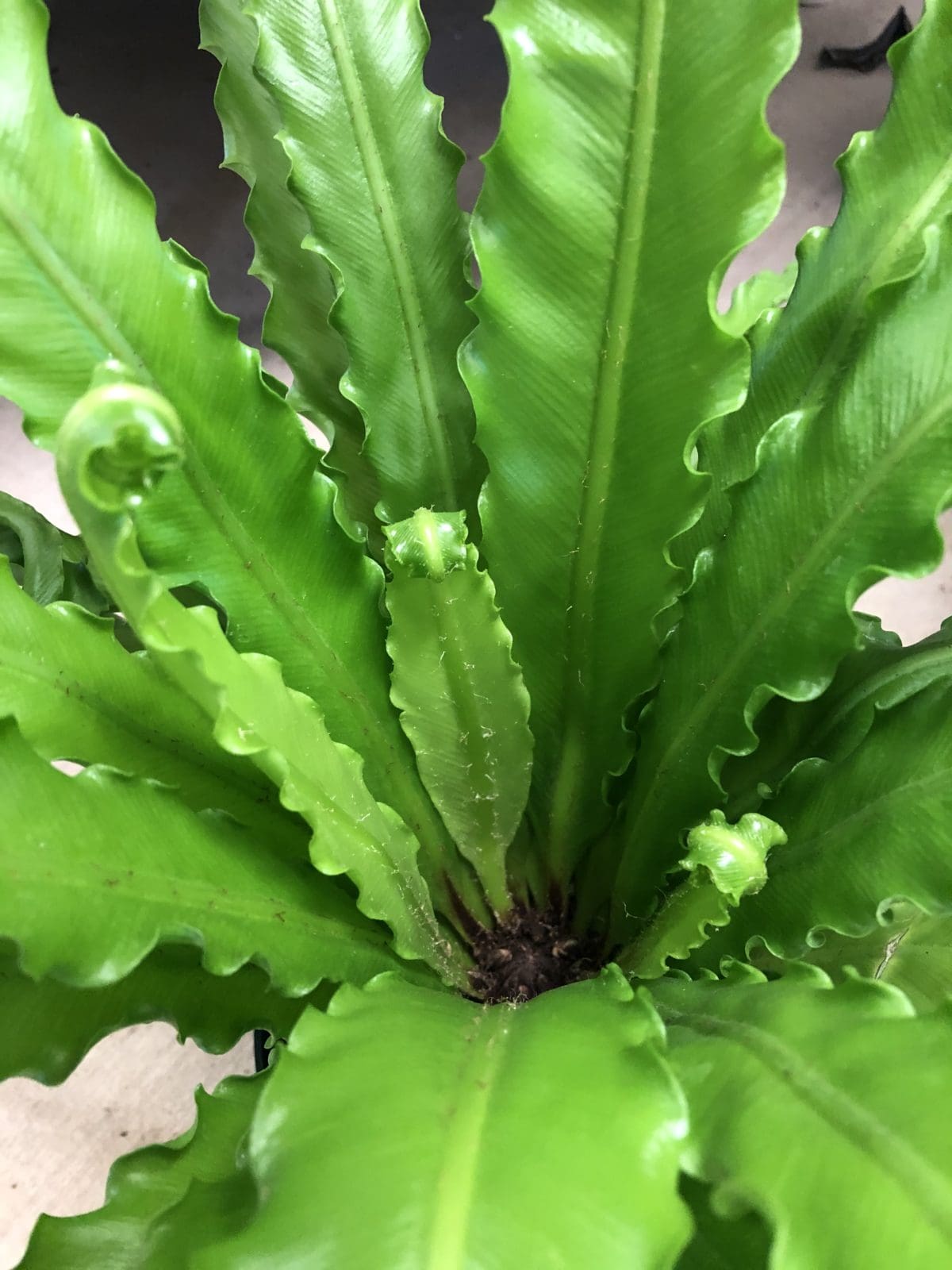 Fern Birdnest