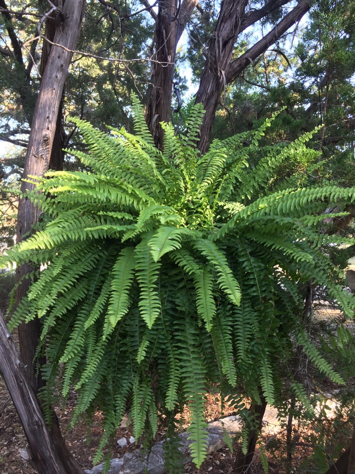 FERN BOSTON - Backbone Valley Nursery