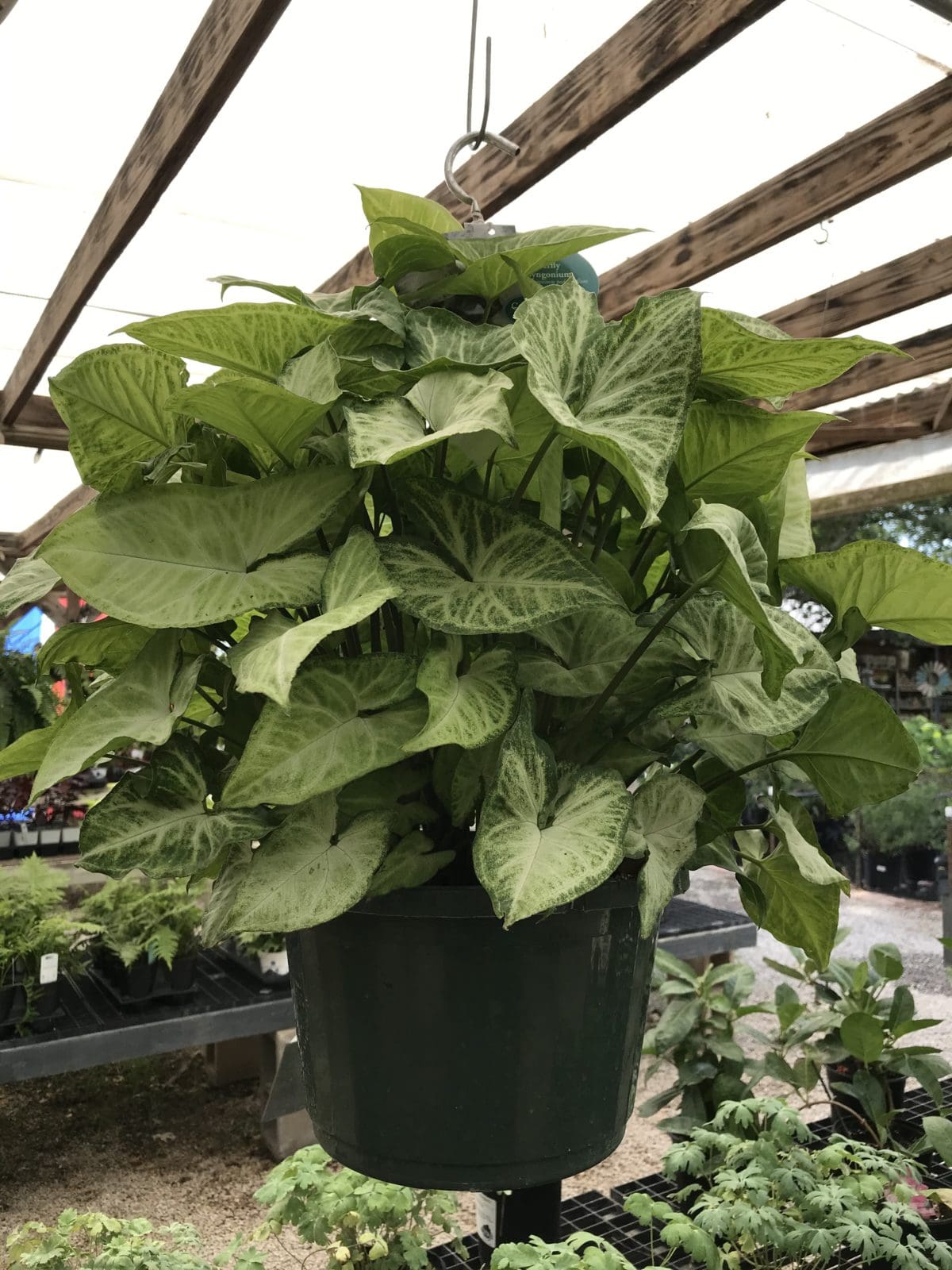NEPHTYTIS - Backbone Valley Nursery