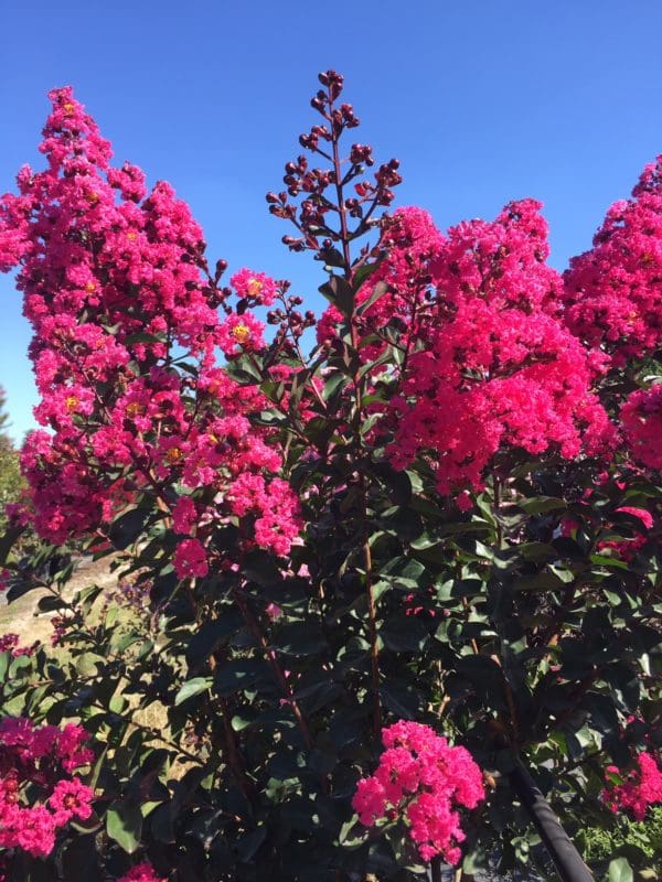 PRODUCTS - Backbone Valley Nursery