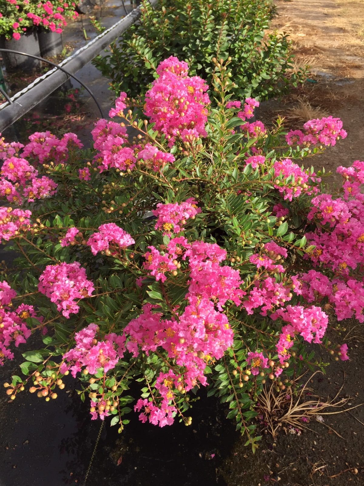 PRINCESS LYLA - Backbone Valley Nursery