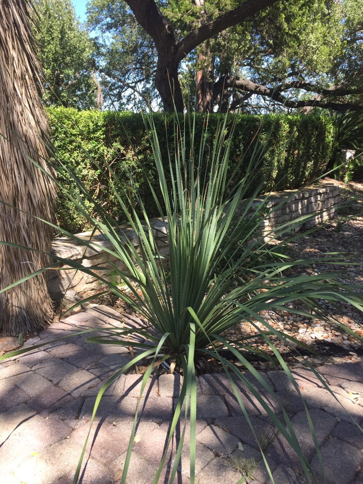 TEXAS SOTOL - Backbone Valley Nursery