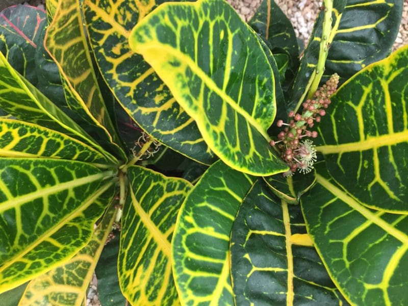 Croton sp.