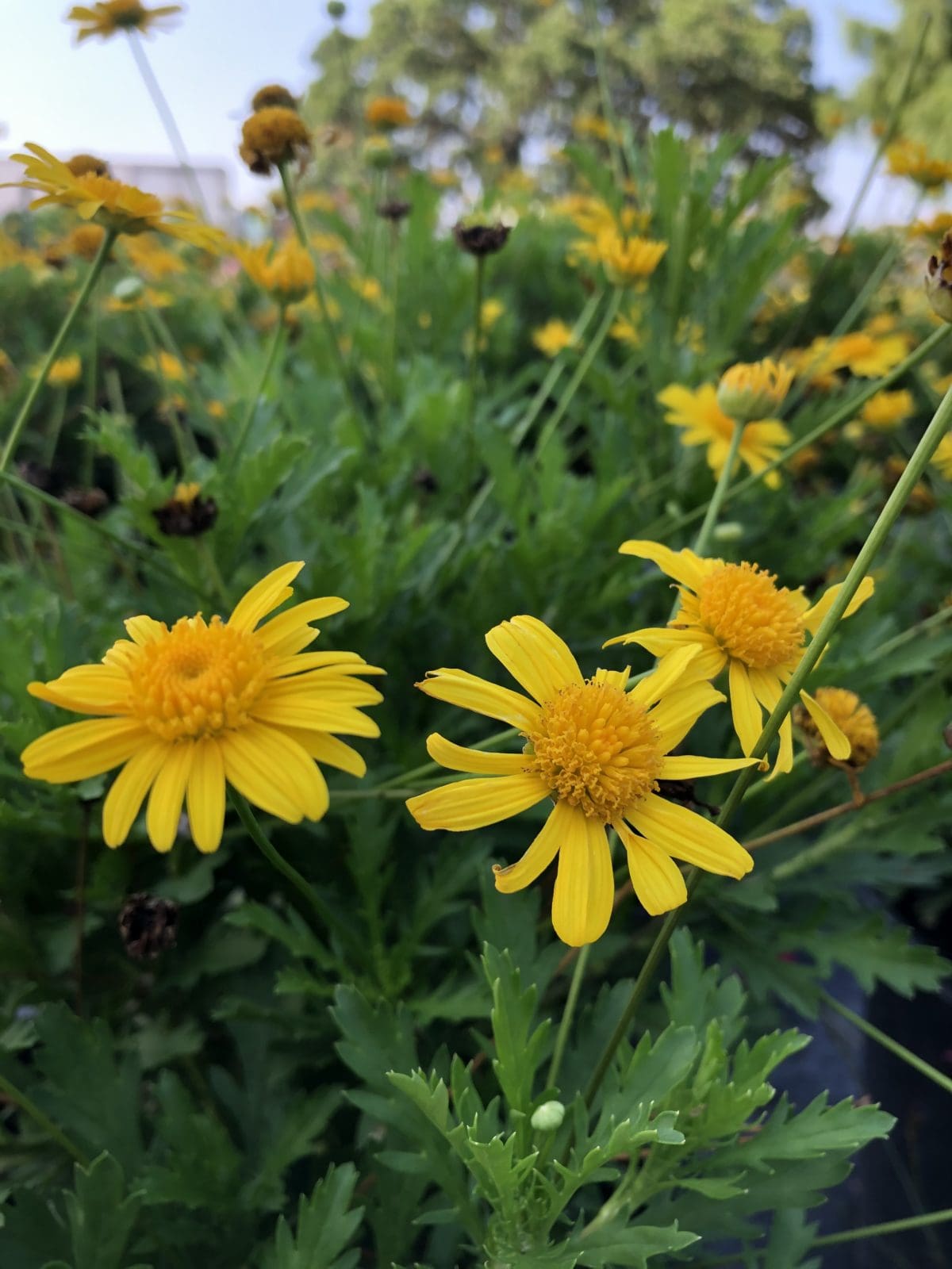 DAISY, EURYOPS - Backbone Valley Nursery