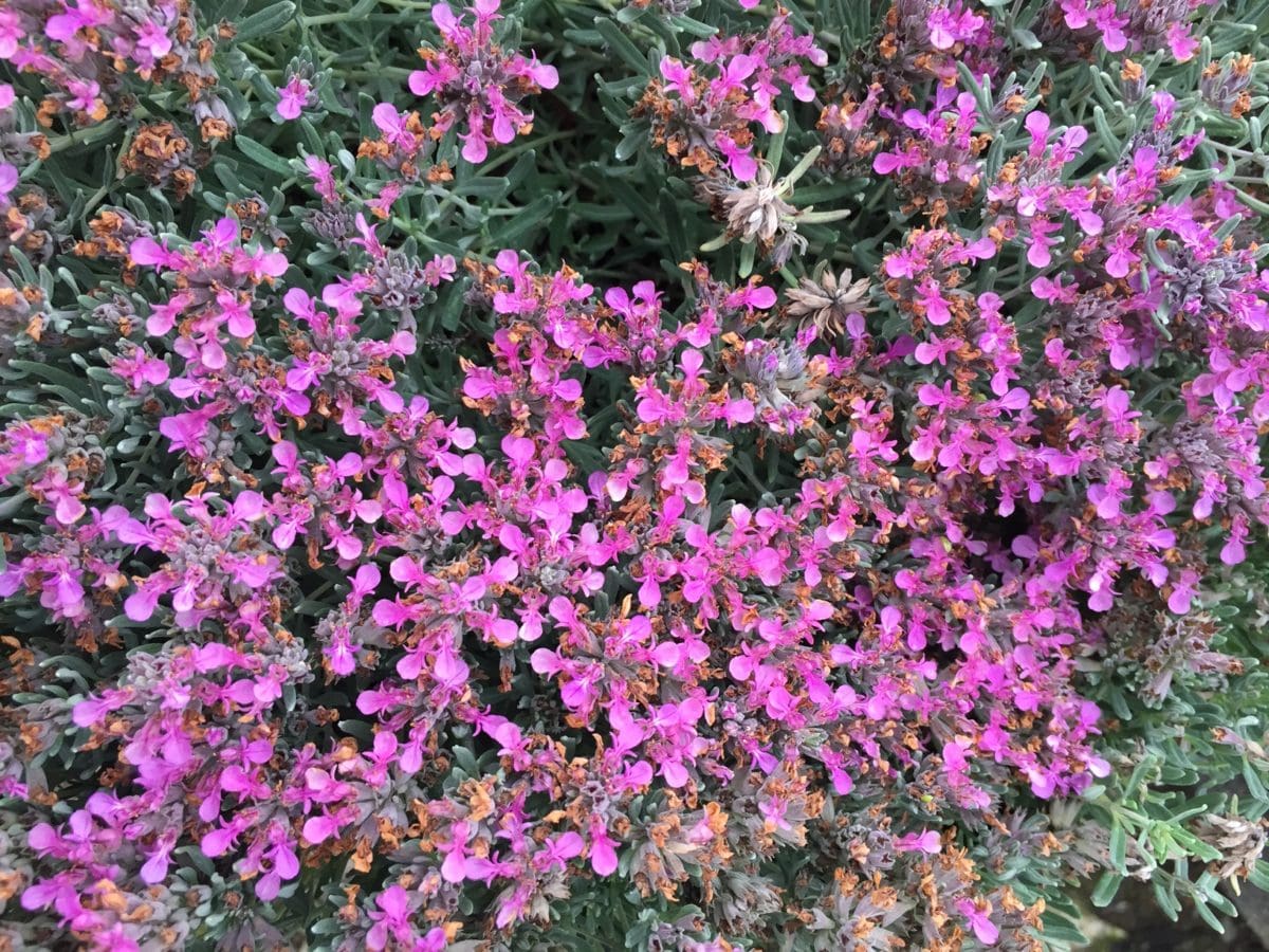 GERMANDER, CREEPING - Backbone Valley Nursery