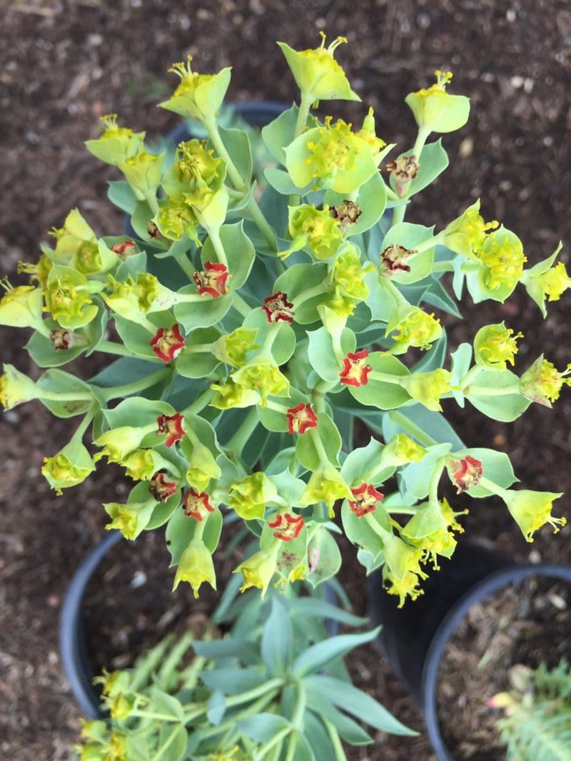 GOPHER PLANT - Backbone Valley Nursery