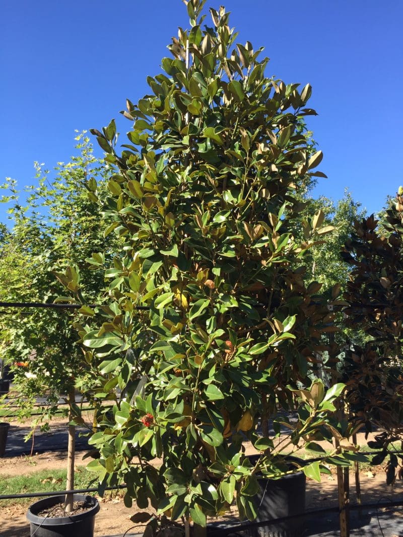 MAGNOLIA 'DD BLANCHARD' - Backbone Valley Nursery