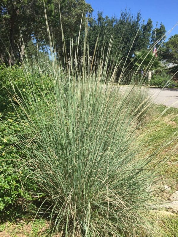 BIG MUHLY/LINDHEIMER MUHLY - Backbone Valley Nursery