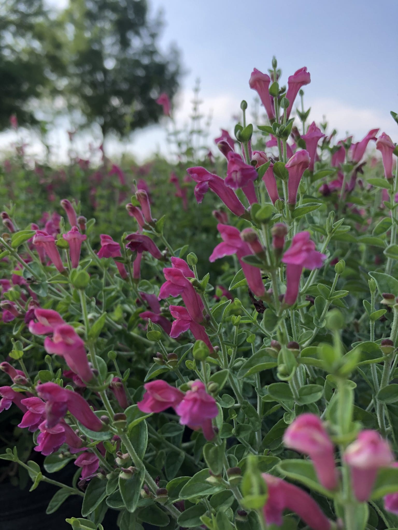 skullcap pink - Backbone Valley Nursery