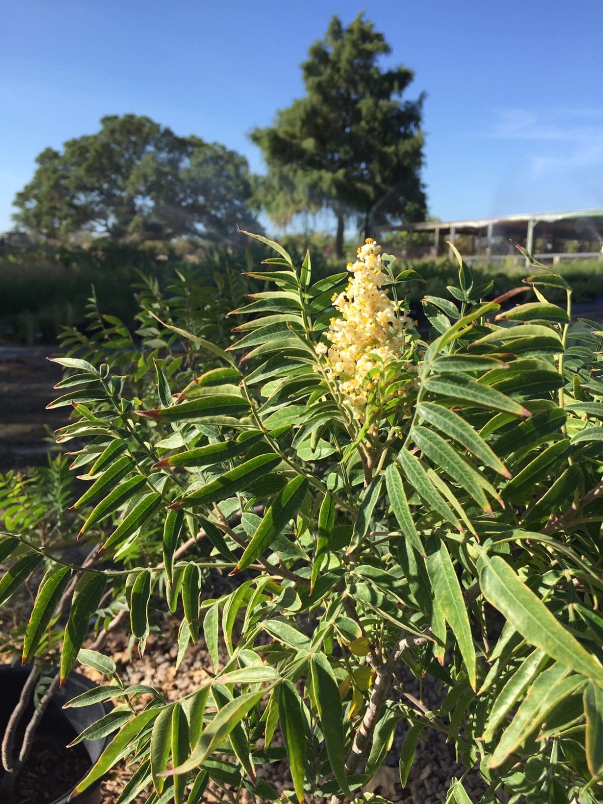Sumac, Flameleaf - Backbone Valley Nursery